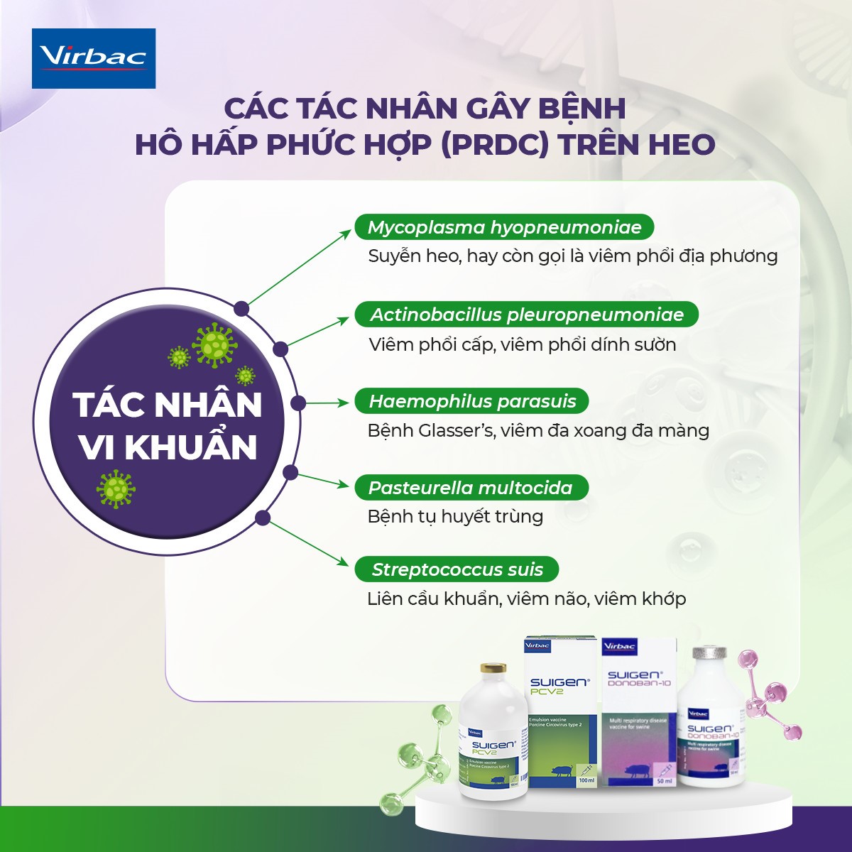 HỘI CHỨNG HÔ HẤP PHỨC HỢP TRÊN HEO (PRDC): NGUYÊN NHÂN, TÁC HẠI VÀ GIẢI ...