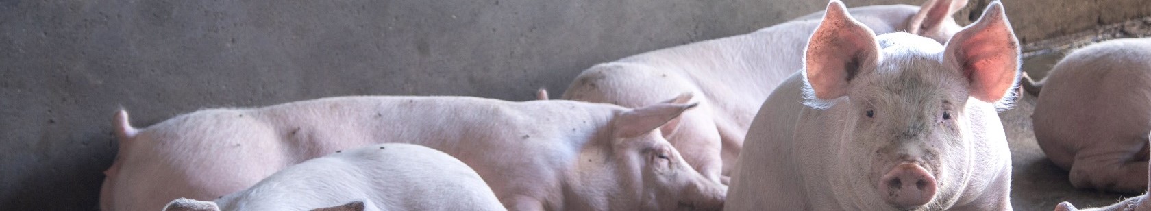 Giải pháp cho bệnh hô hấp trên heo|Virbac