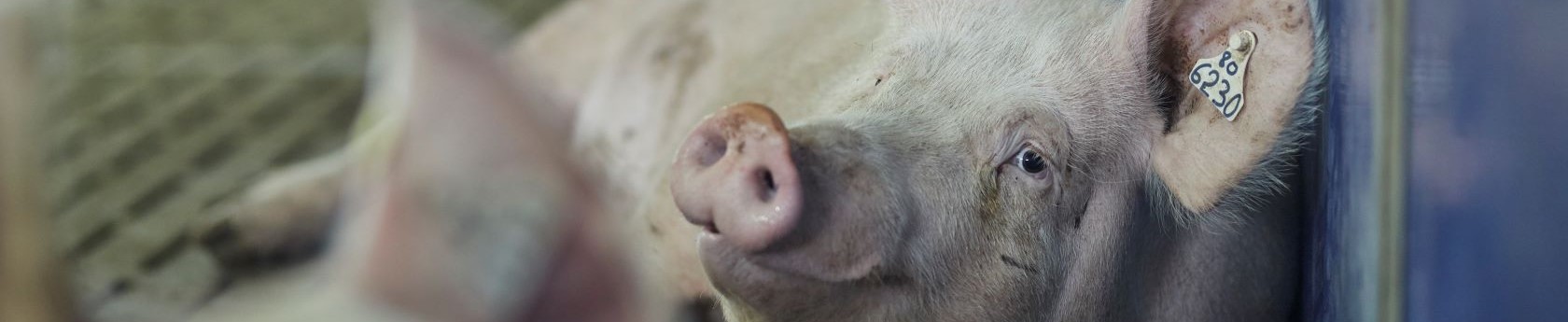 ƯU ĐIỂM NỔI TRỘI CỦA KHÁNG SINH TULATHROMYCIN TRONG PHÒNG TRỊ BỆNH HÔ HẤP